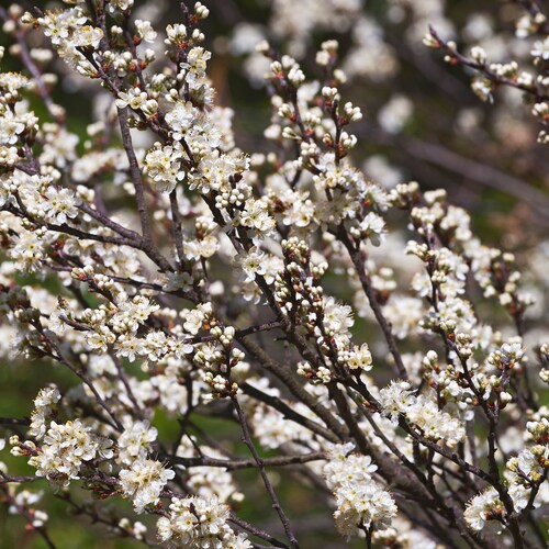 Beach Plum Prunus Maritima Sandy Soil Edible Fruit | Etsy