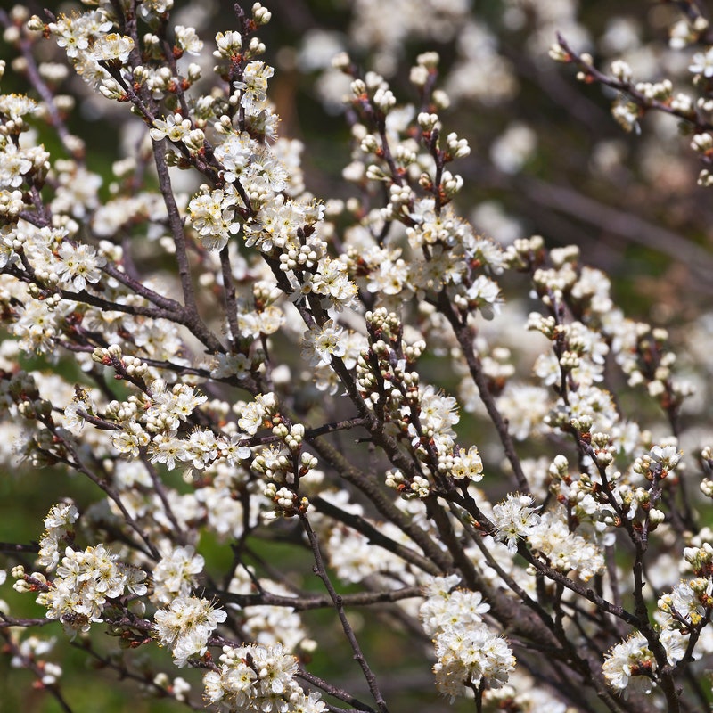 Beach Barefoot Tree - Etsy
