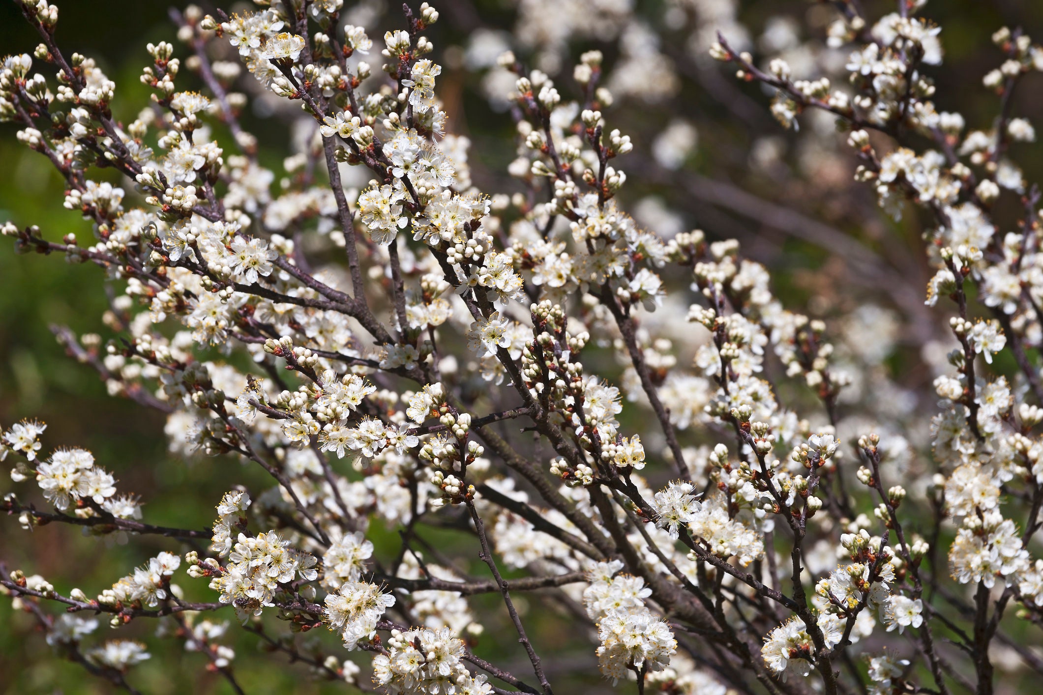 Beach Plum, Prunus Maritima, Sandy Soil, Edible Fruit, Wildlife, Spring ...