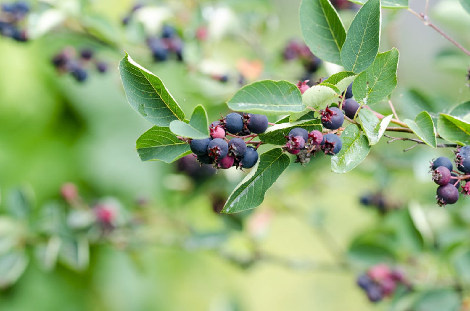 Allegheny Serviceberry Tree, Amelanchier Laevis, Fall Color, White ...