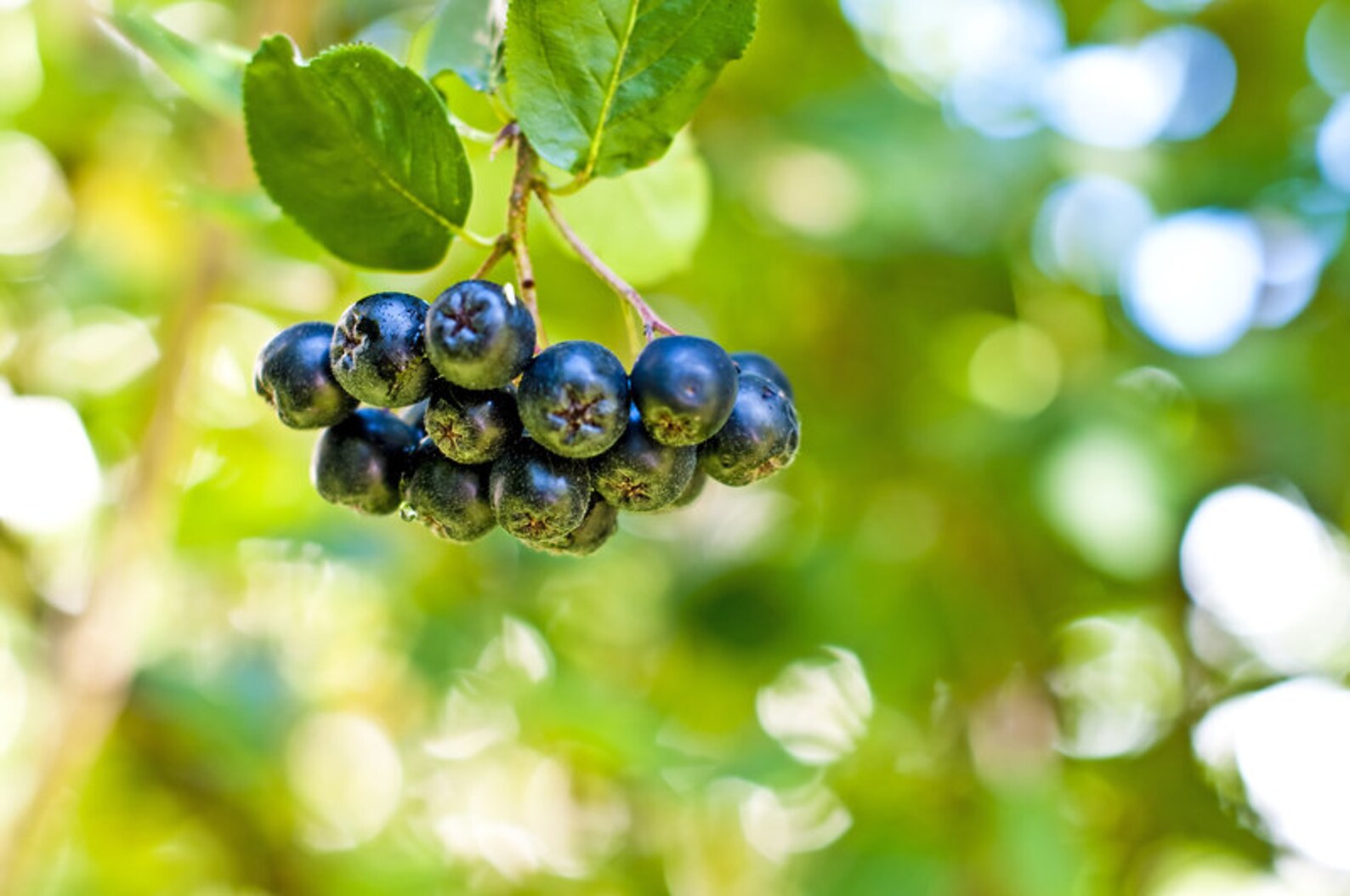Black Chokeberry Tree, Aronia Melanocarpaa, Full Sun or Part Shade ...