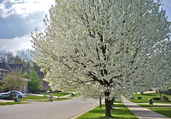 American Plum Tree American Plum (Prunus Americana)