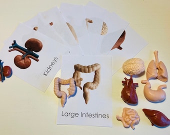 Montessori Printable Figure Matching Flash Cards Safari Toob Great ...