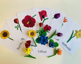 Seed and Plant Matching Cards Montessori Botany Printable - Etsy