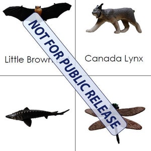 Montessori Printable Figure Matching Flash Cards Safari Toob Great ...