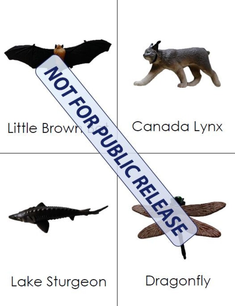 Montessori Printable Figure Matching Flash Cards Safari Toob Great ...