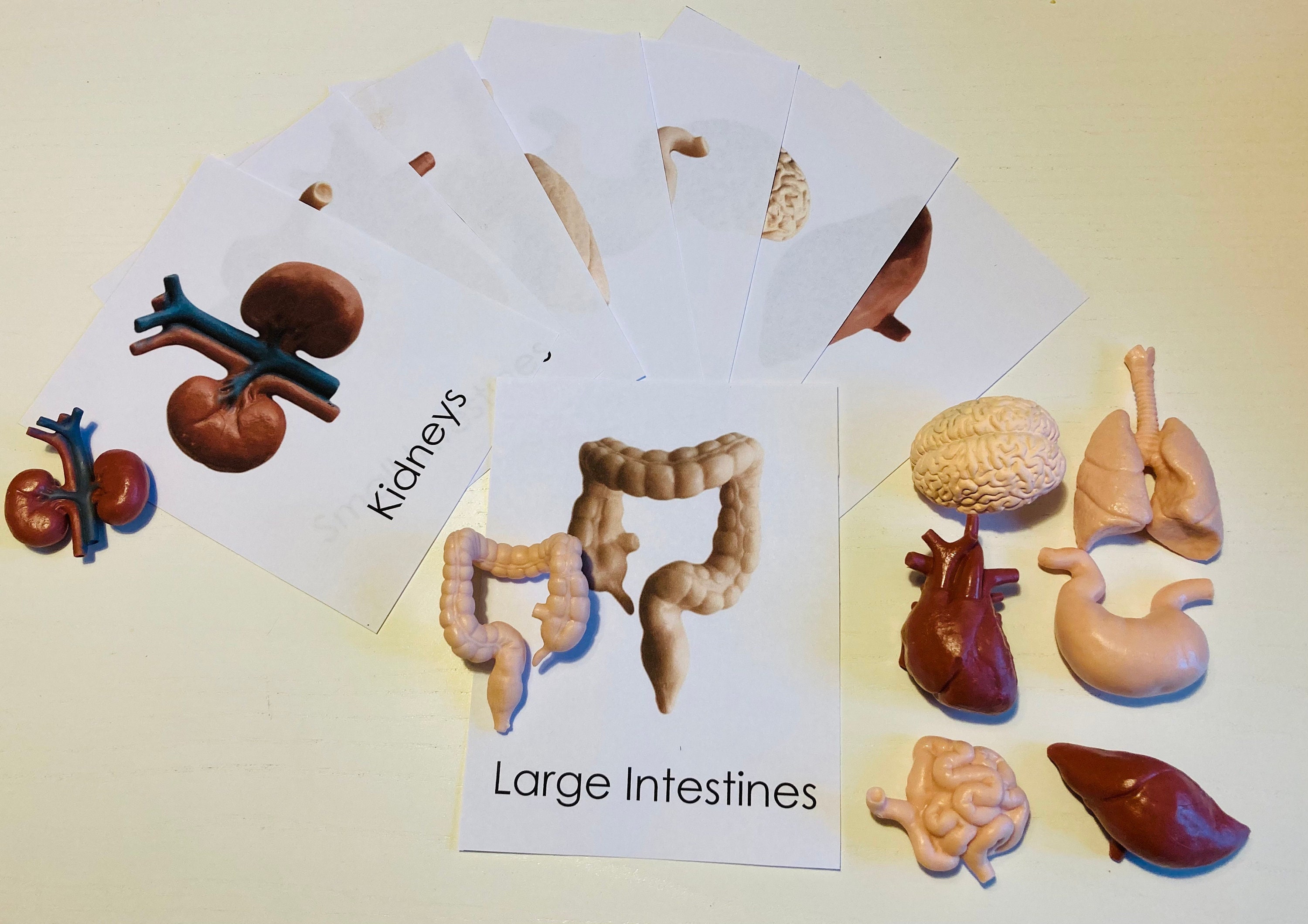 Montessori Printable Figure Matching Flash Cards Safari Toob Human ...