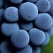 Grape & Vine Collection - Grenache Close Up, Fine Art, Limited Edition ...