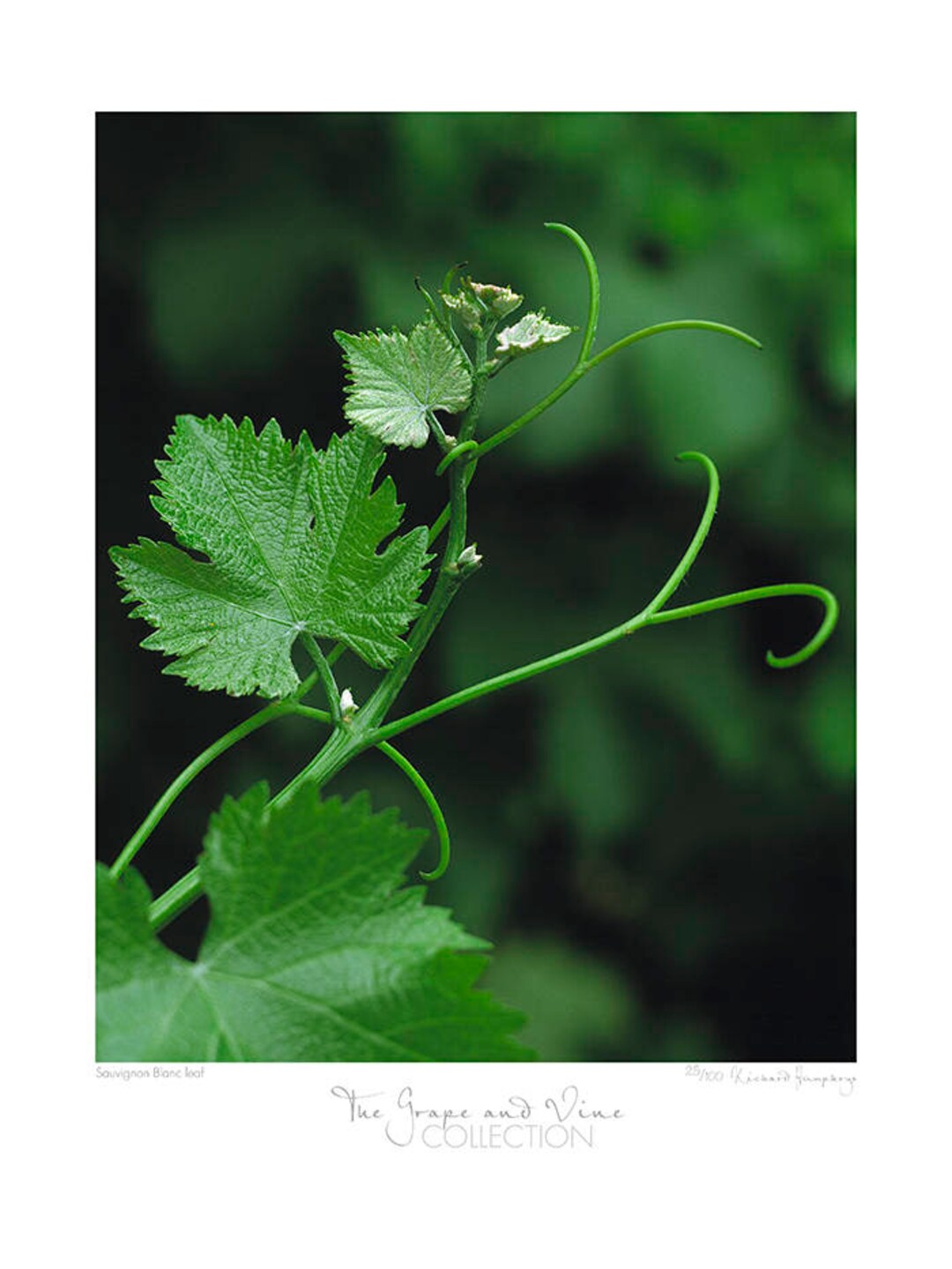 Grape & Vine Collection - Sauvignon Blanc Leaves, Fine Art, Limited ...