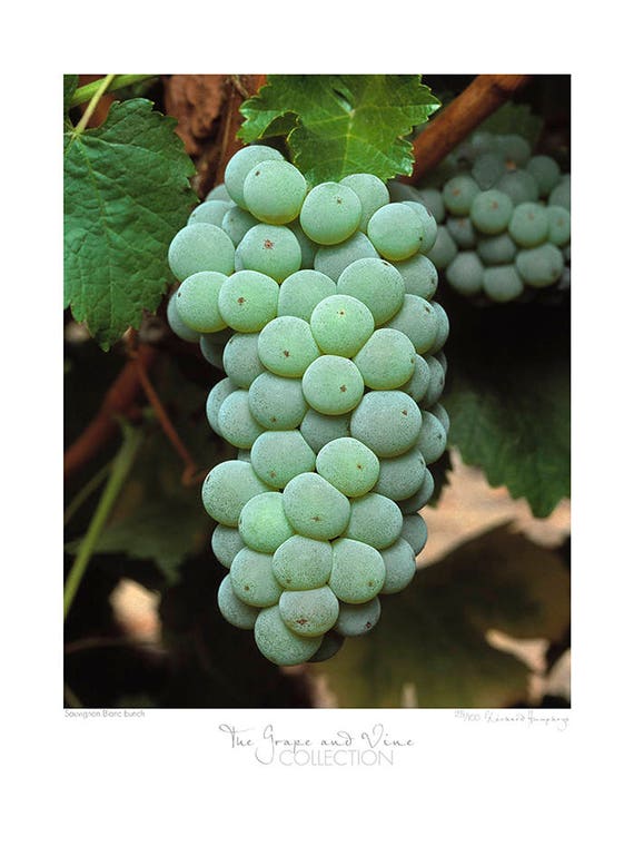 Grape & Vine Collection Sauvignon Blanc bunch fine art | Etsy