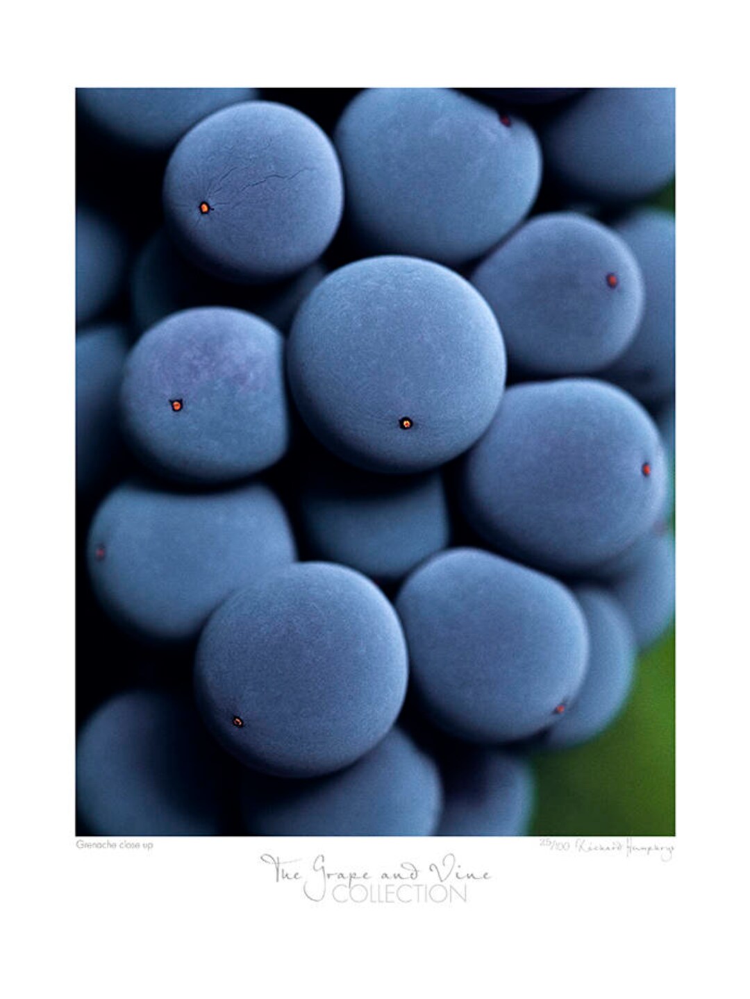 Grape & Vine Collection - Grenache Close Up, Fine Art, Limited Edition ...