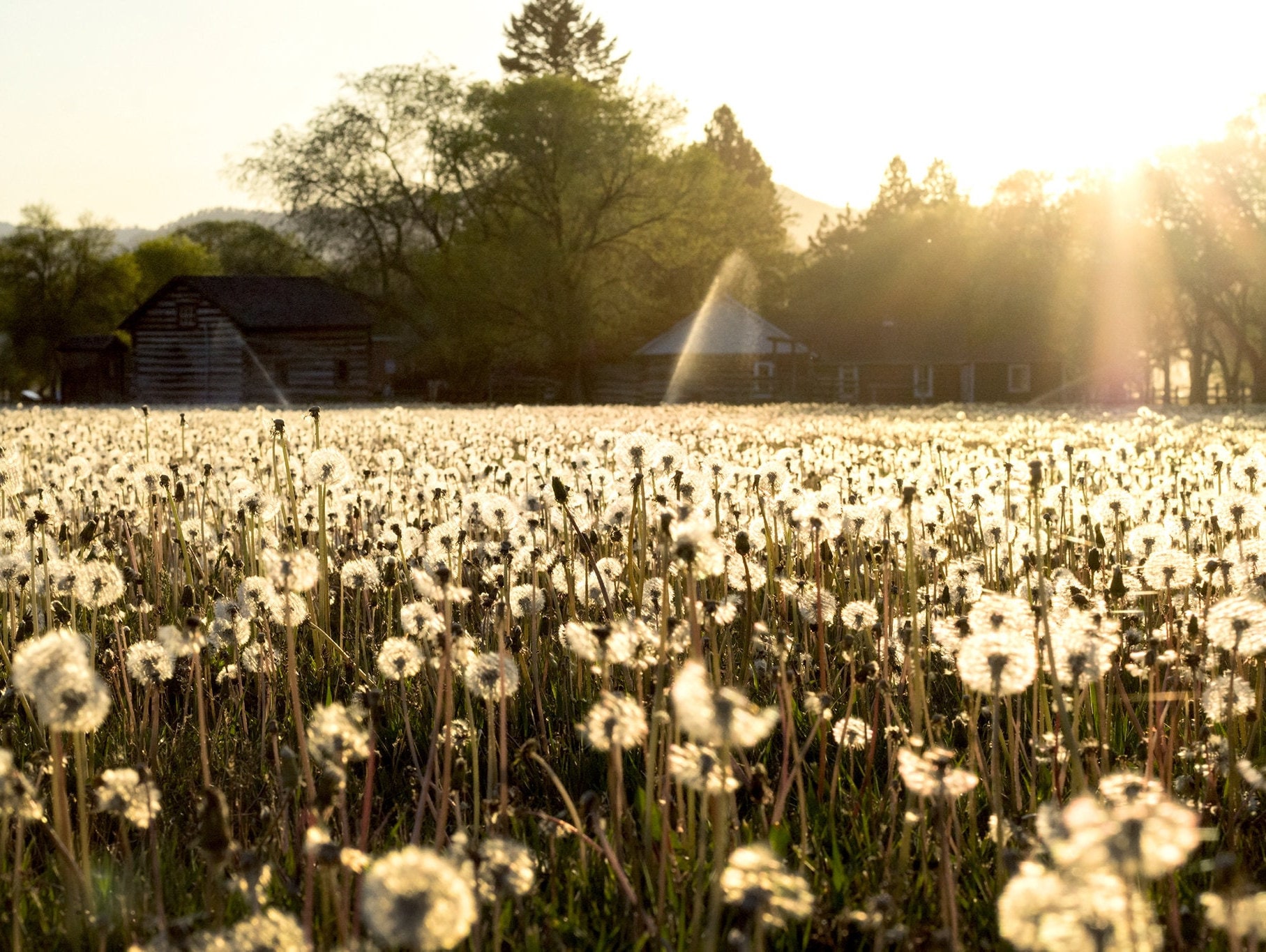 Dandelion Field Sunset