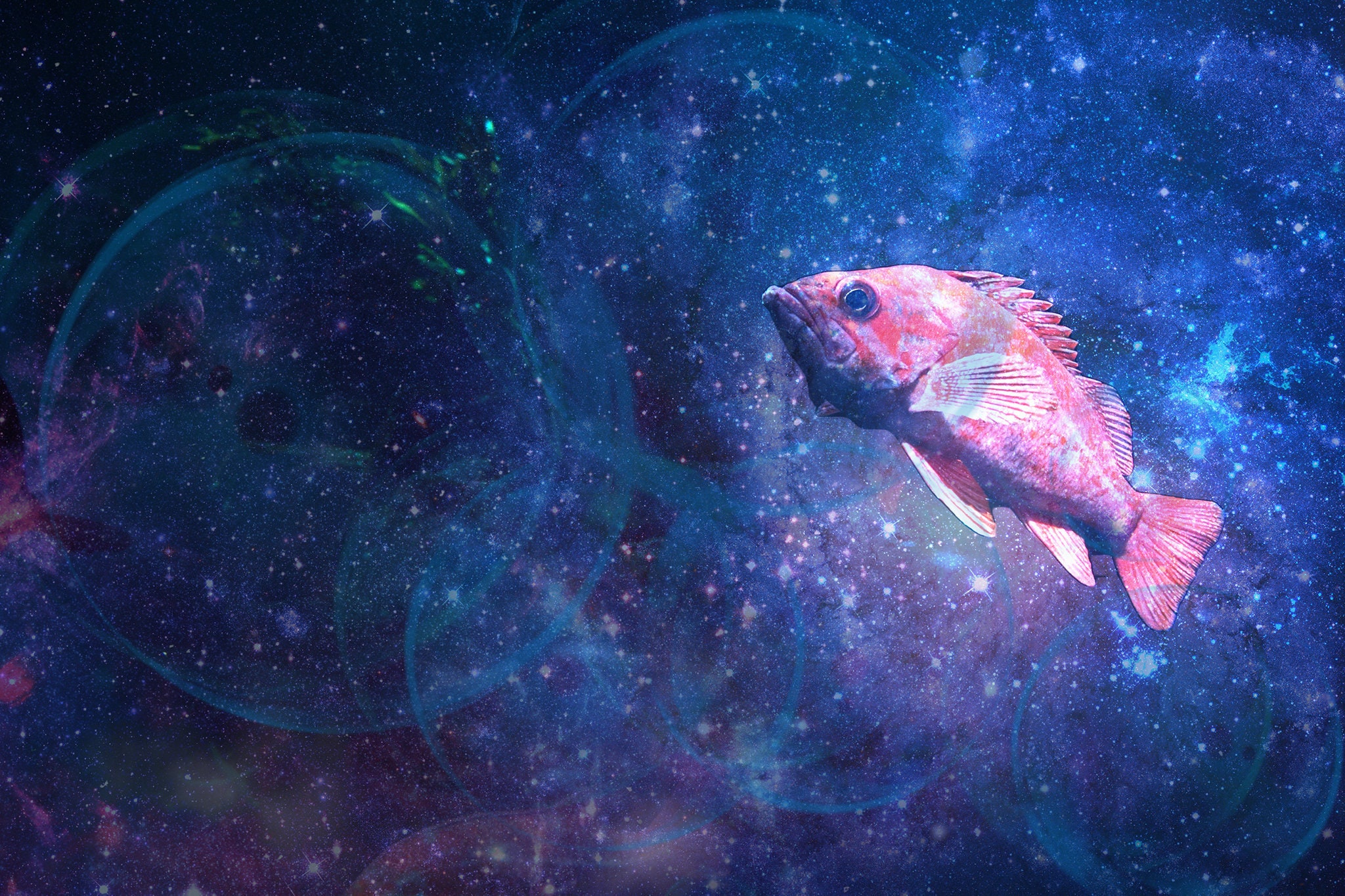 Fish Swimming in Galaxy Water with Bubbles Wall Art for | Etsy