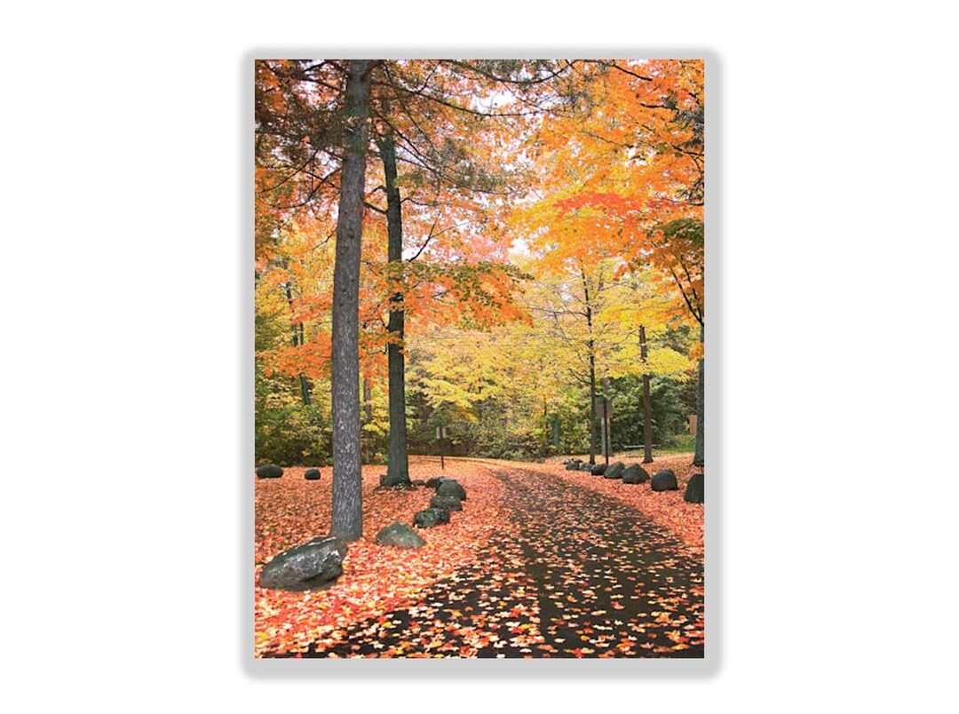Turning Into Fall: Vibrant Colors in the Dells, Nature Wall Decor, Fine ...
