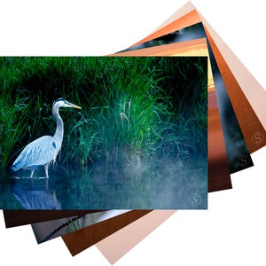 Birds of Wisconsin Photo Fine Art Note Card Set, Blank Inside, All ...