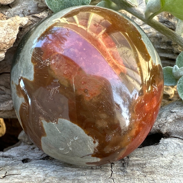 Madagascar Palm - Etsy