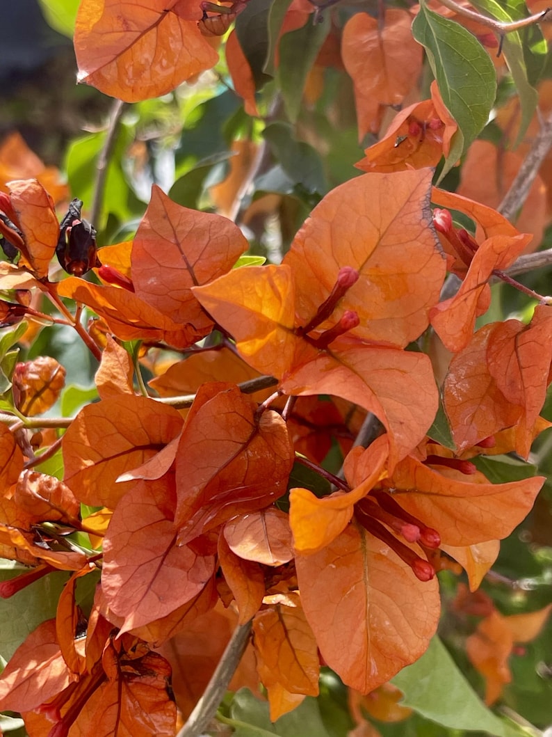 3 Gallon Bougainvillea "fire Opal" Orange Flowering Bush 10x12 Inch - Etsy