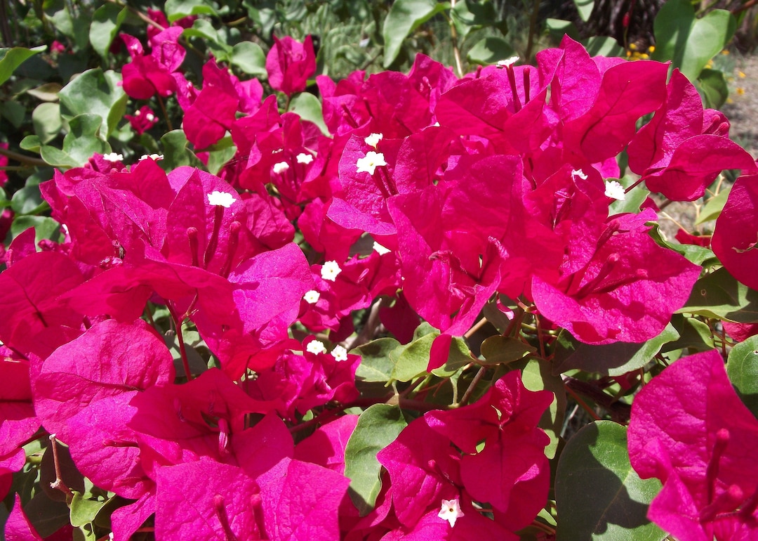 TWO Red Barbara Karst Bougainvillea Plants in One Pot, Live ...