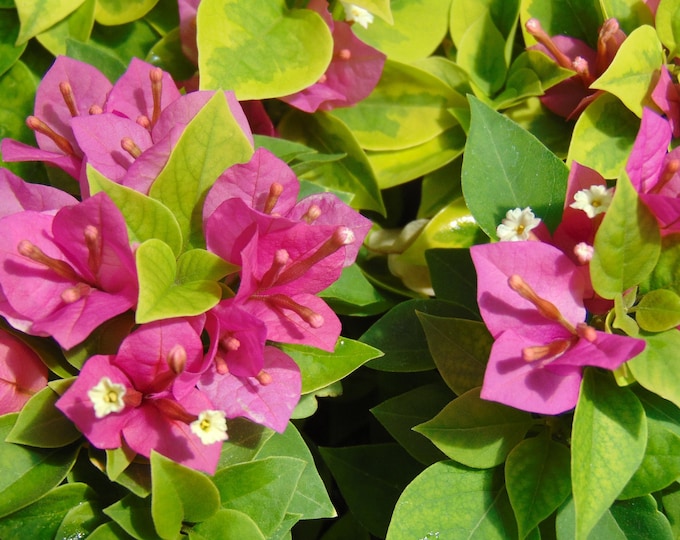 Two Pink Pixie Bougainvillea Plants in One Pot, Live Bougainvillea ...