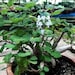 Bonsai Mint (plectranthus Ernstii Caudex) - Etsy