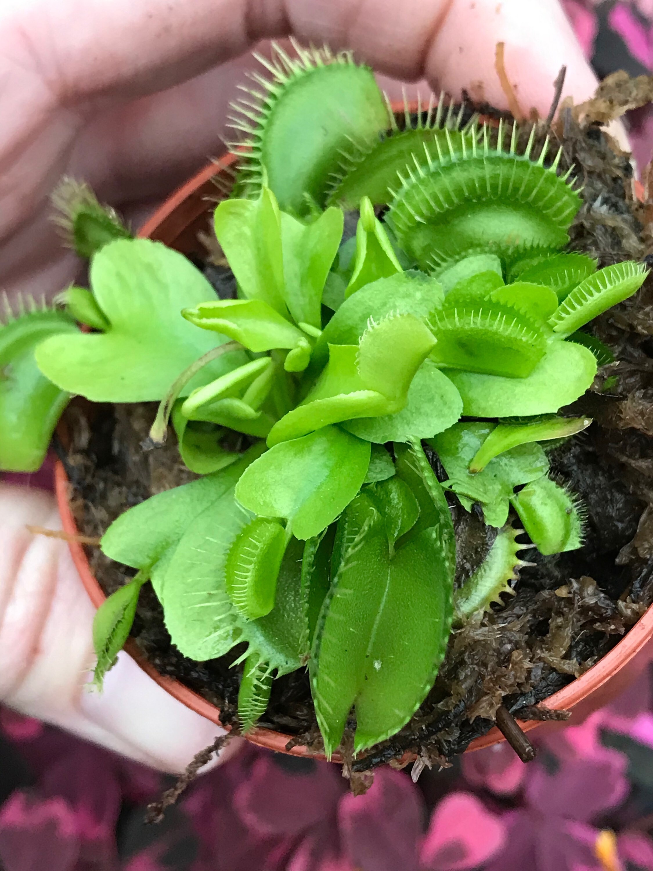 Venus Fly Trap Drawing With Roots
