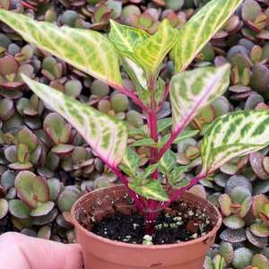 Iresine Lindenii Formosa (blood Leaf) Yellow - Etsy