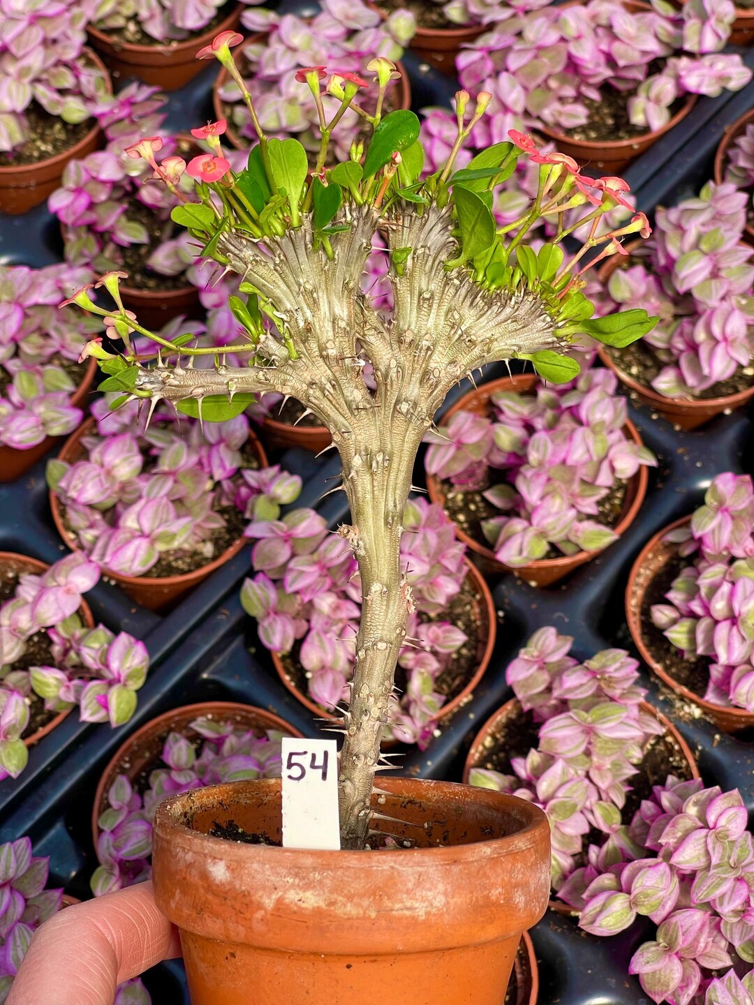 Crested Crown of Thorns(euphorbia Milii Crested) (54) - Etsy