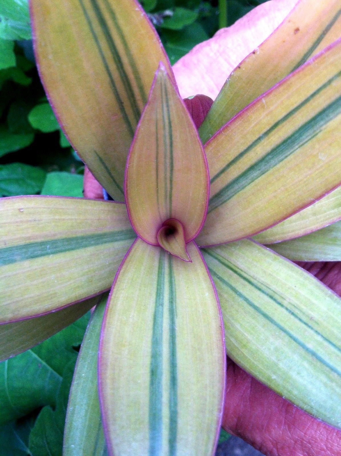 Rhoeo 'sitara's Gold' (tradescantia Spathacea) - Etsy