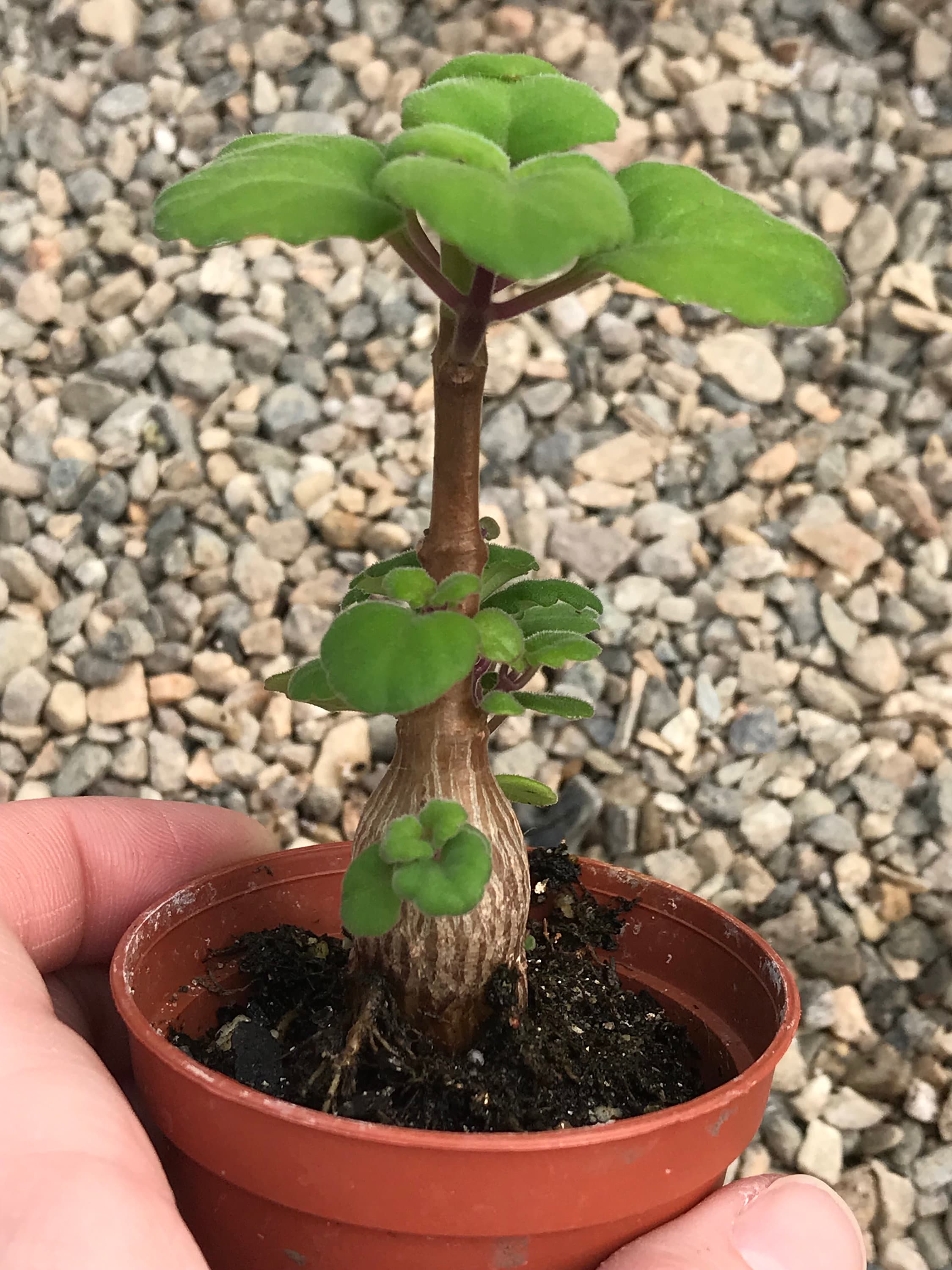 Bonsai Mint plectranthus Ernstii Caudex | Etsy Canada