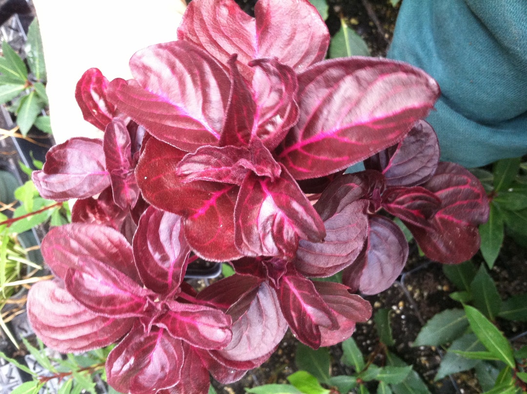 Blood Leaf (iresine Herbstii) - Etsy