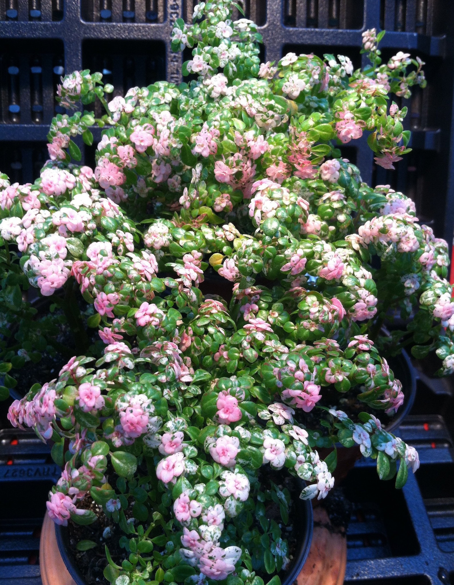 Variegated Artillery Fern pilea Microphylla Variegata Snow Capped ...