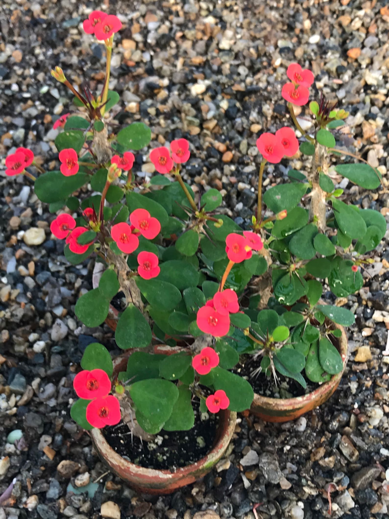 Dwarf Crown of Thorns Red Form euphorbia Milii Imperatae - Etsy