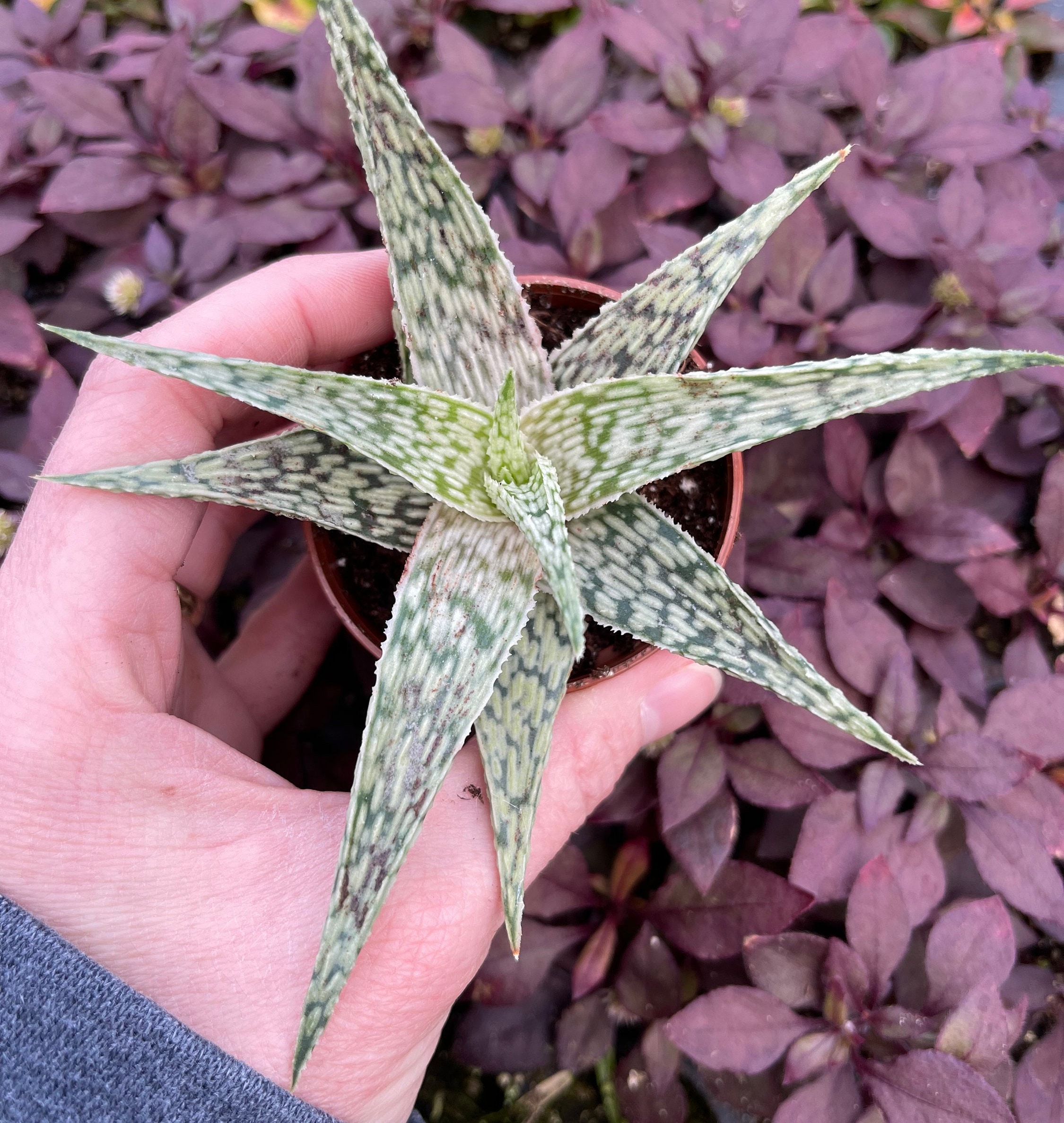 Aloe 'white Fox' - Etsy