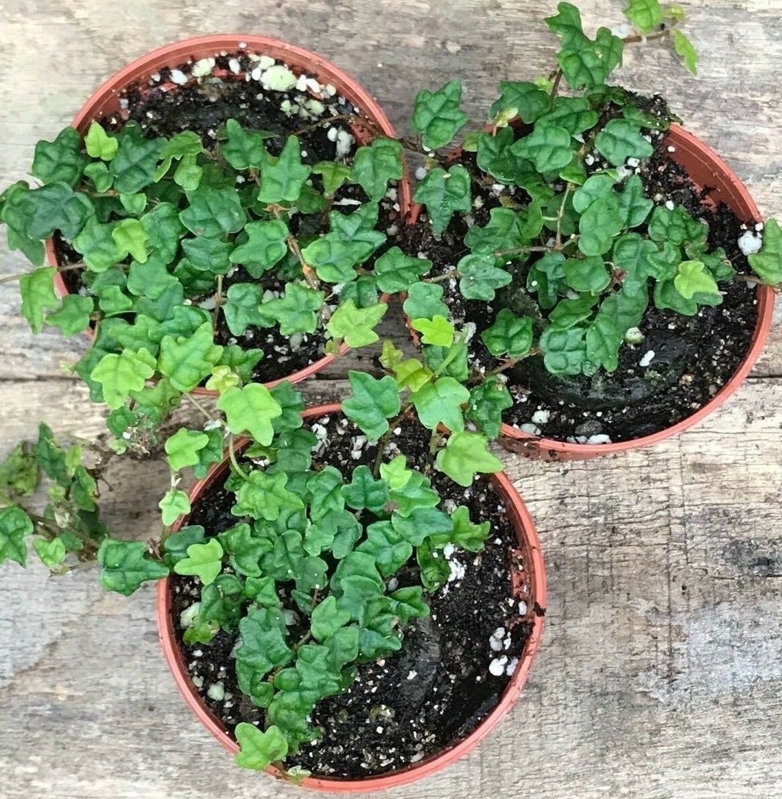 Miniature Creeping Fig ficus Pumila Quercifolia - Etsy