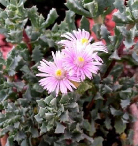 Pink Ice Plant oscularia Deltoides Lampranthus Deltoides - Etsy