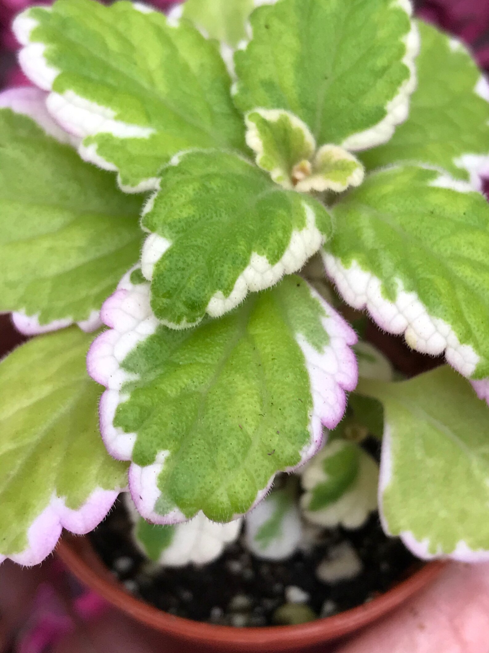 5 Variegated Plectranthus Coleoides variegateg Swedish Ivy - Etsy
