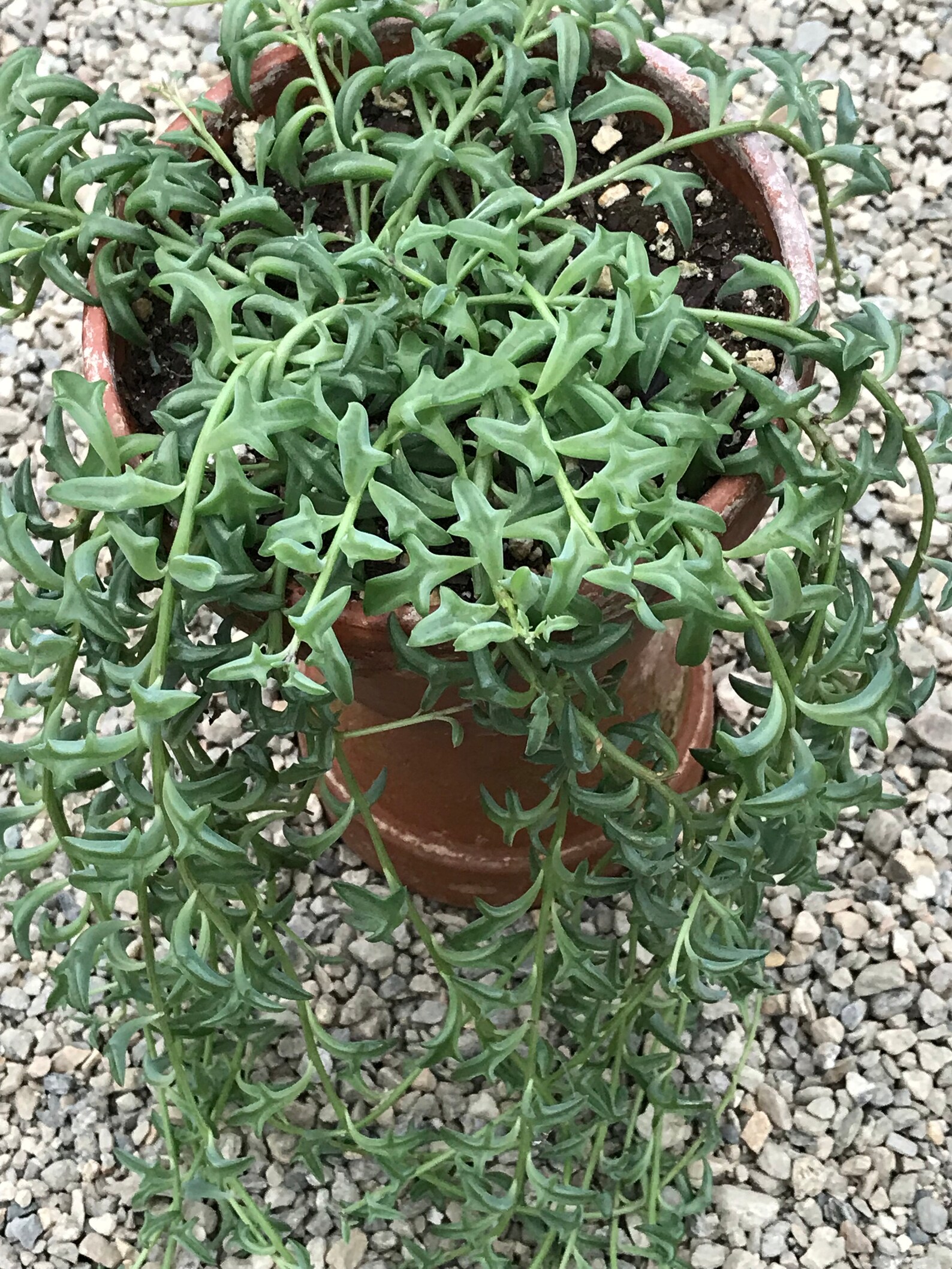 Live Potted String of Dolphins Plant 2 Inch Pot senecio - Etsy