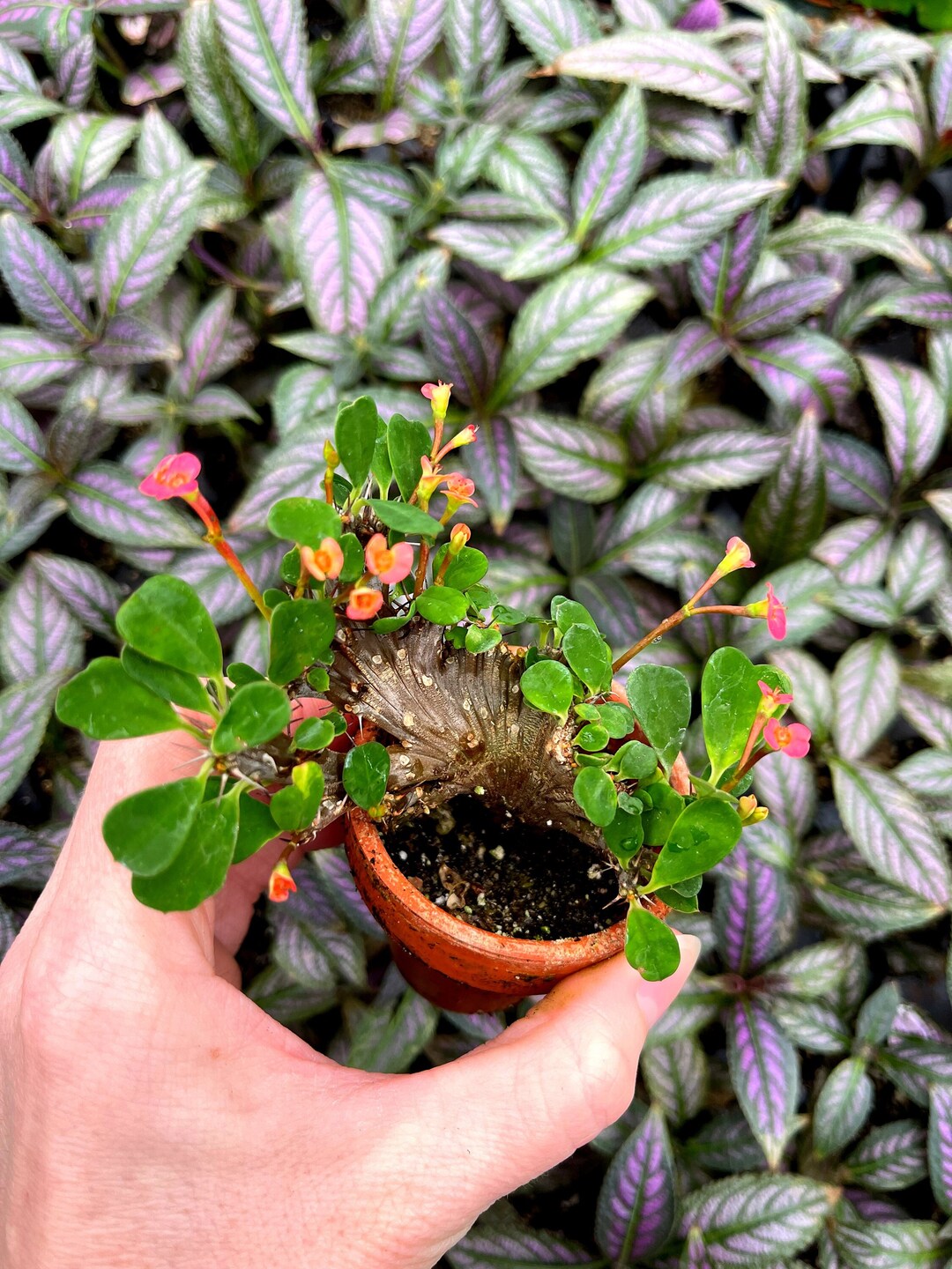 Crested Crown of Thornseuphorbia Milii Crested - Etsy