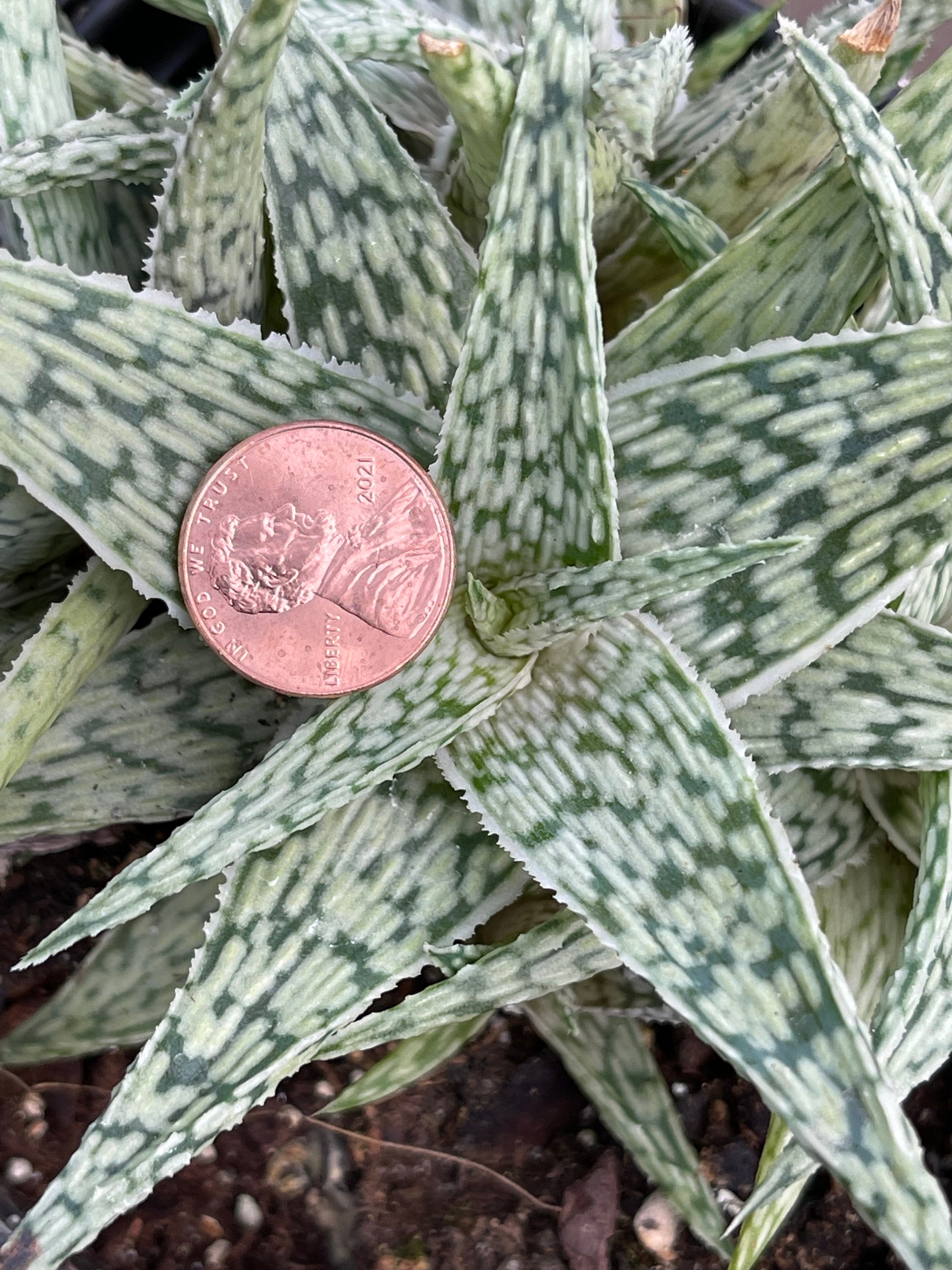 Aloe 'white Fox' - Etsy