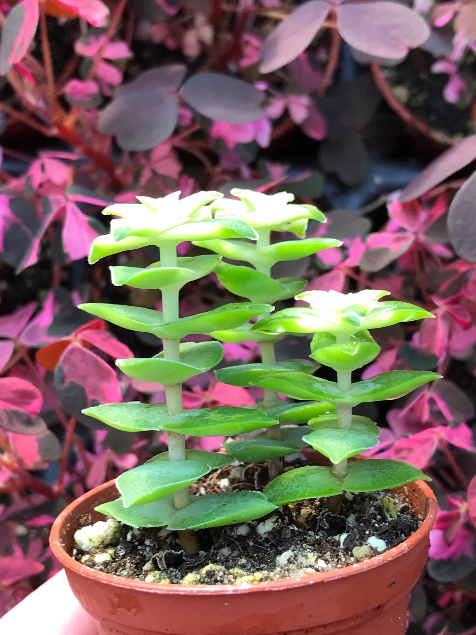 Variegated String of Buttons Crassula Perforata Variegata | Etsy