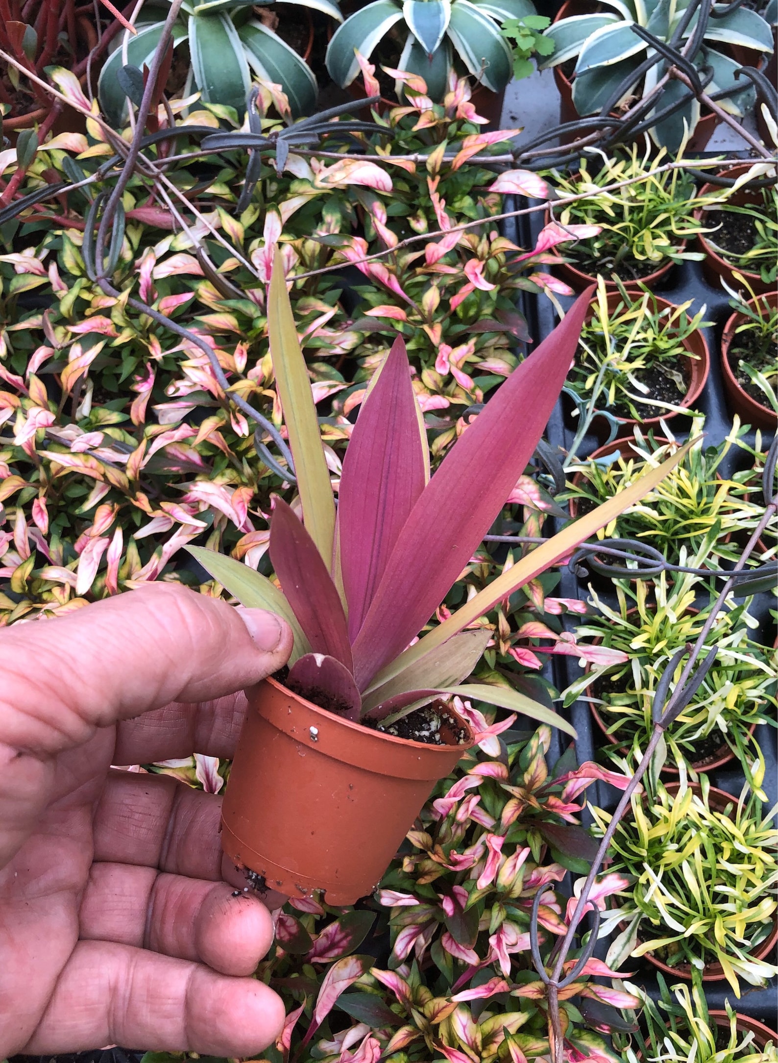 Rhoeo 'sitara's Gold' tradescantia Spathacea - Etsy Canada