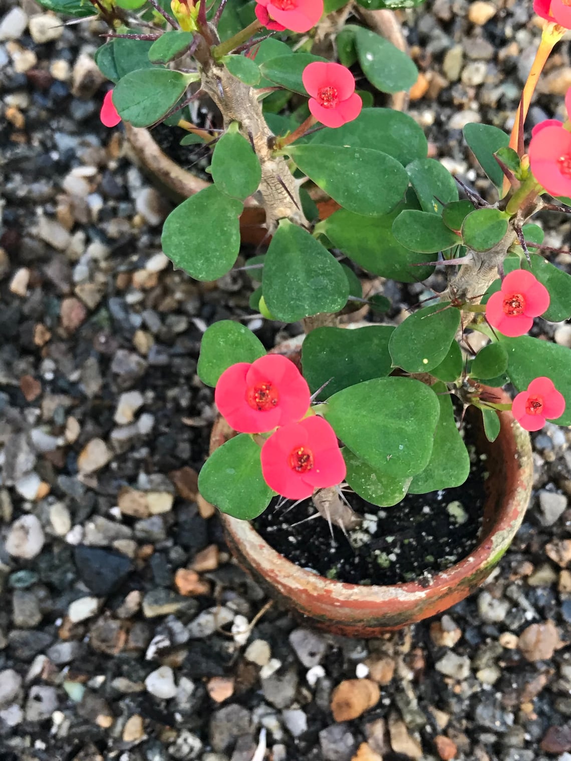 Dwarf Crown of Thorns Red Form euphorbia Milii Imperatae - Etsy