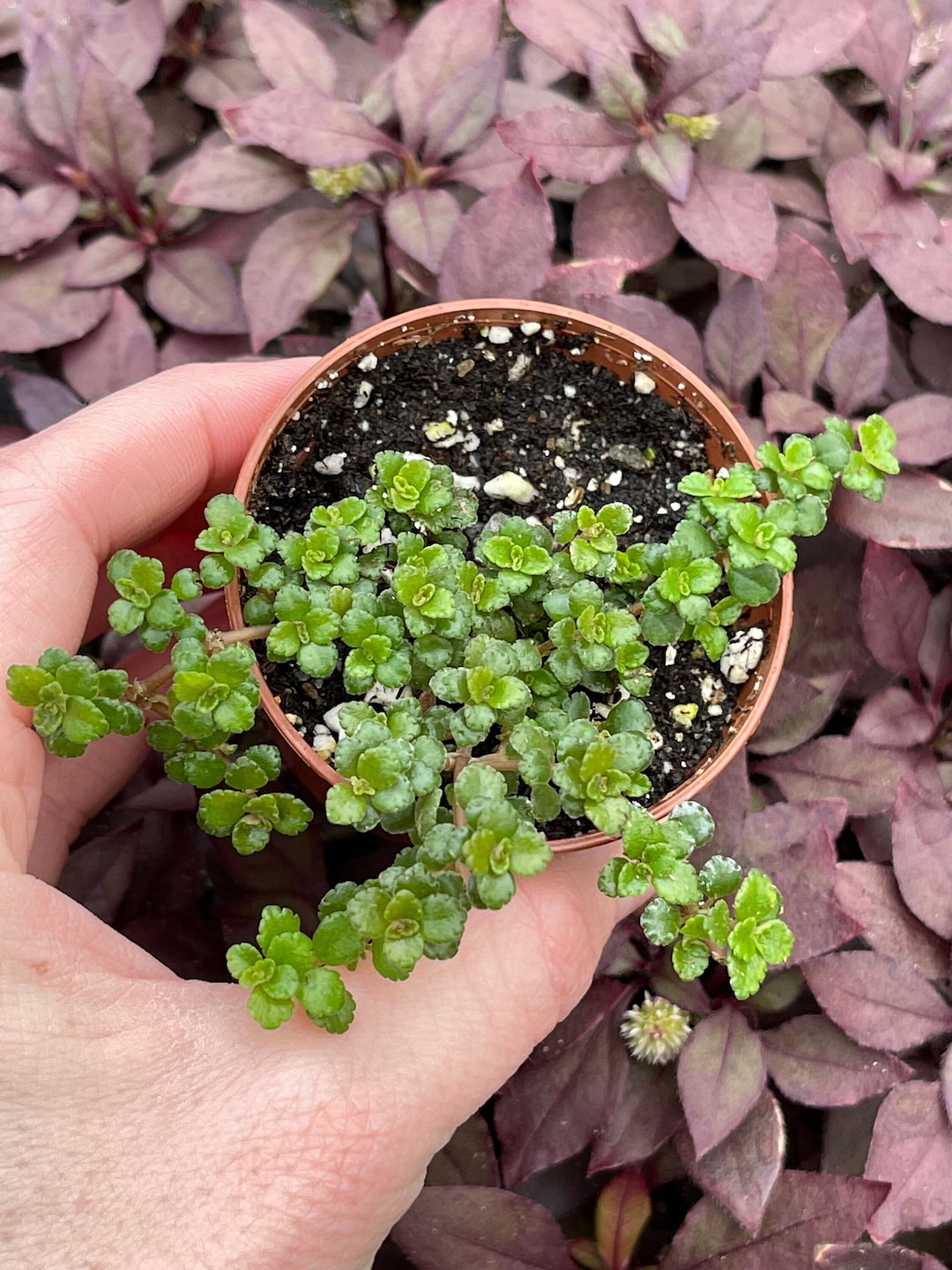 Pilea Depressa Minima (baby Tears) - Etsy