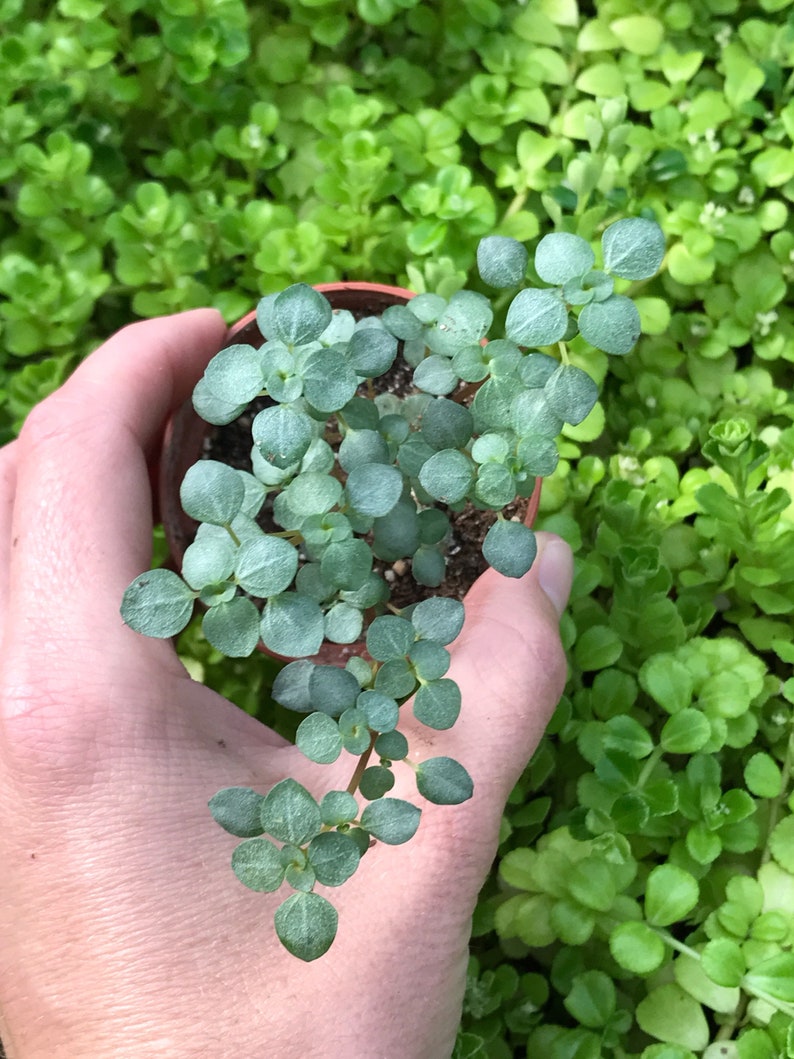 Silver Sprinkles Pilea pilea Glauca | Etsy