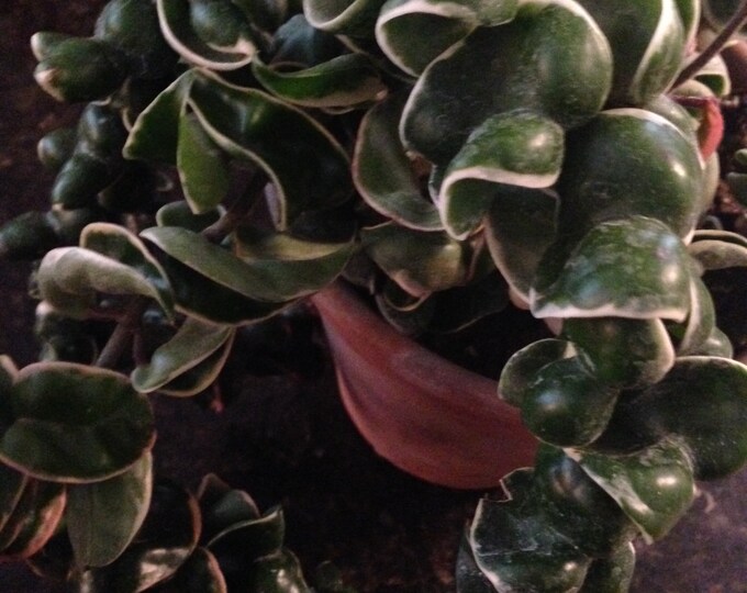 Variegated Hindu Rope (variegated Hoya Carnosa Compacta) Variegated ...