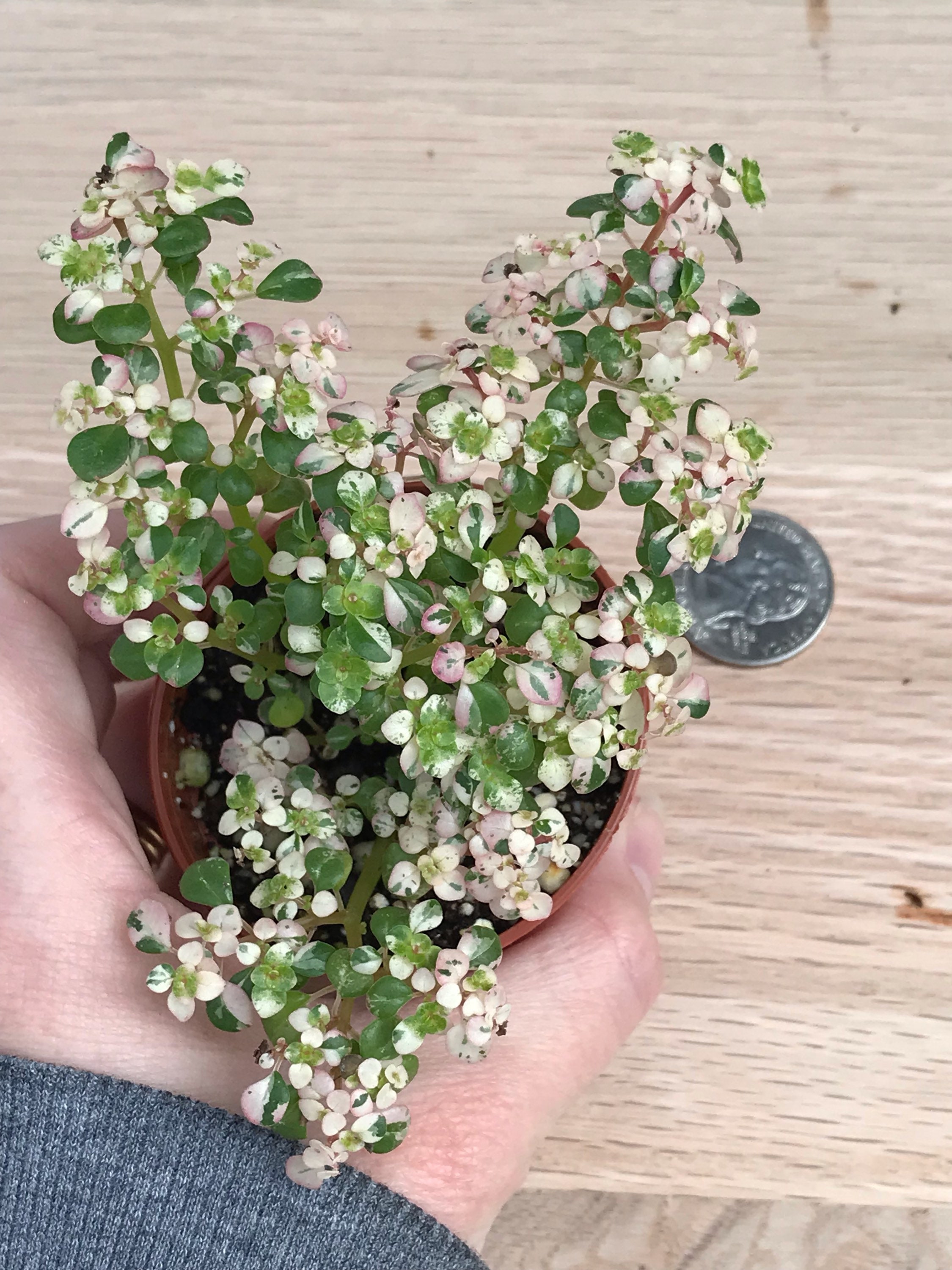Variegated Artillery Fern pilea Microphylla Variegata Snow - Etsy