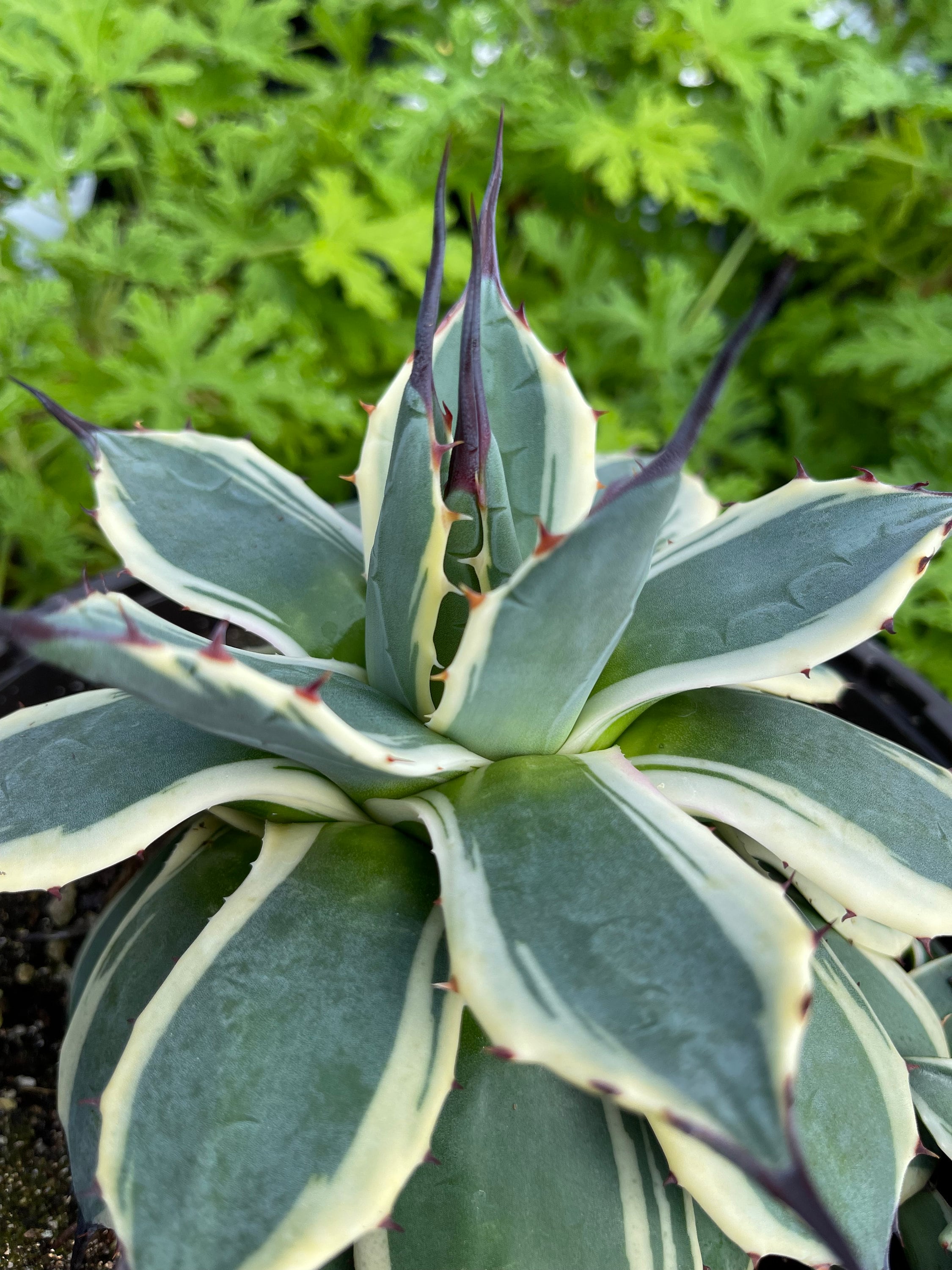 Agave Cream Spike (agave Parryi) - Etsy