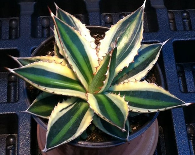 Agave Lophanta Quadricolor (variegated Century Plant) - Etsy