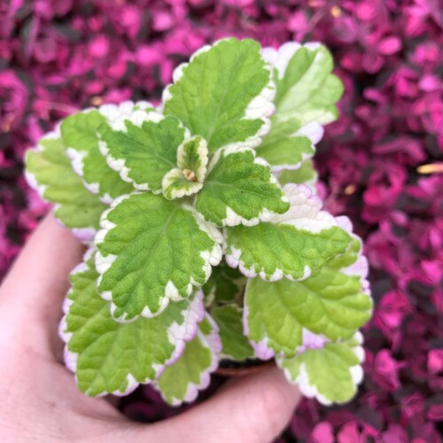 5 Variegated Plectranthus Coleoides variegateg Swedish Ivy - Etsy