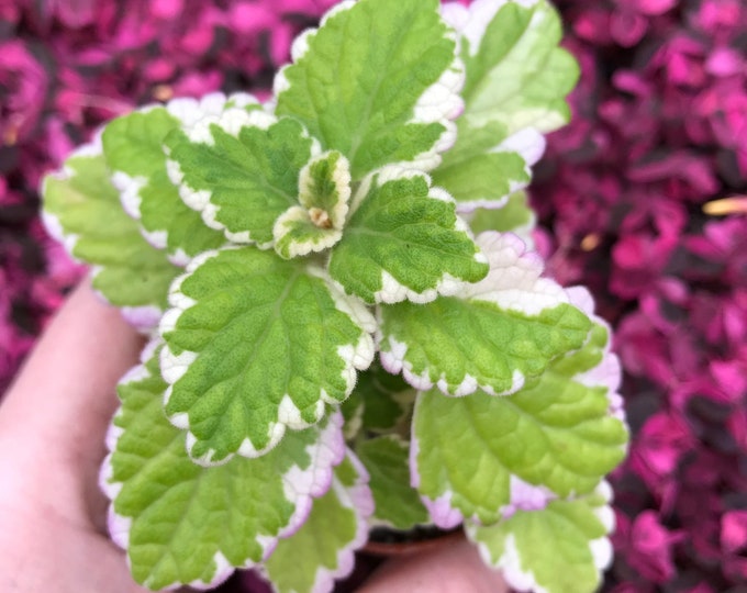 5 Variegated Plectranthus Coleoides variegateg Swedish Ivy - Etsy